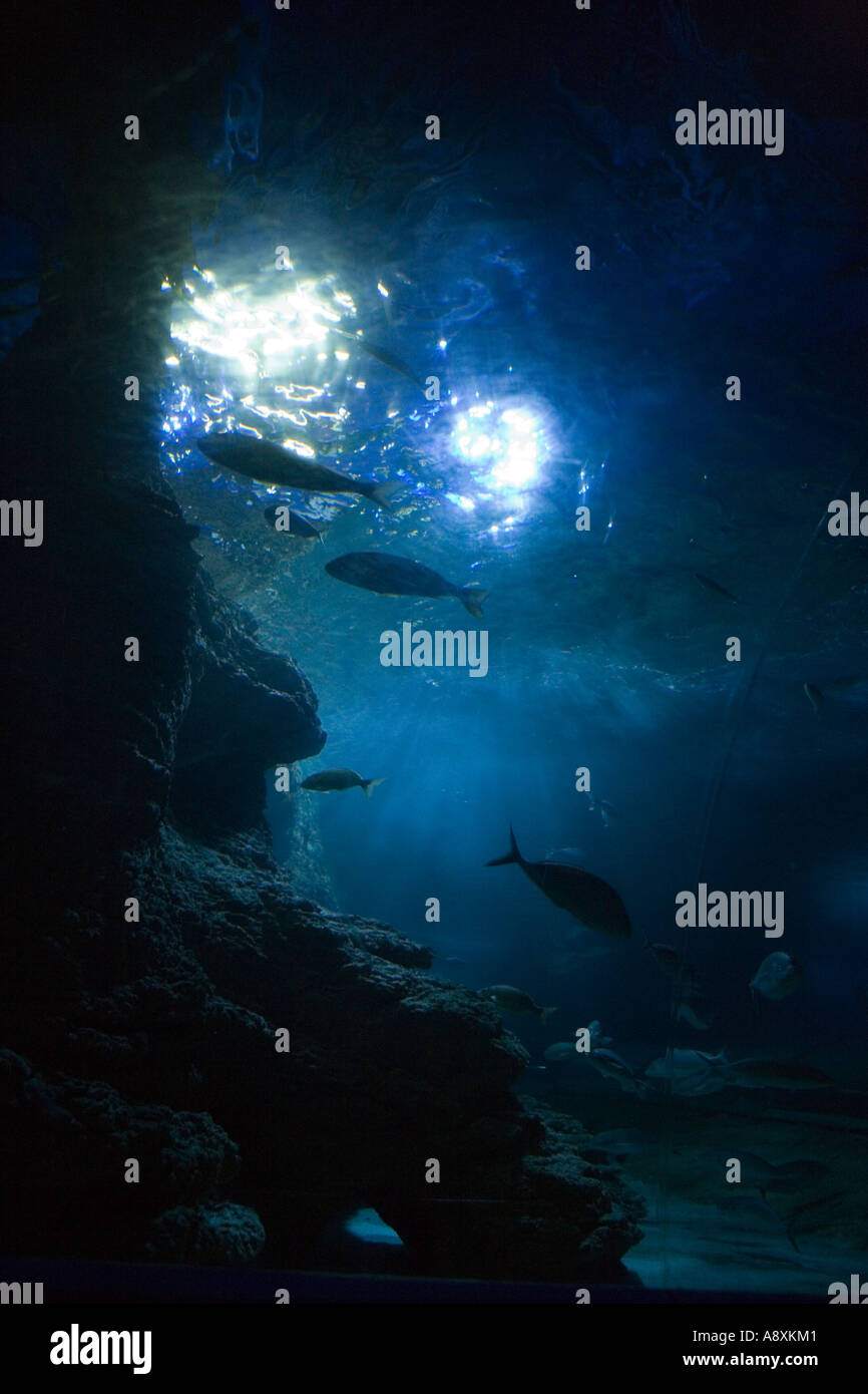 Vertical fish hi-res stock photography and images - Alamy