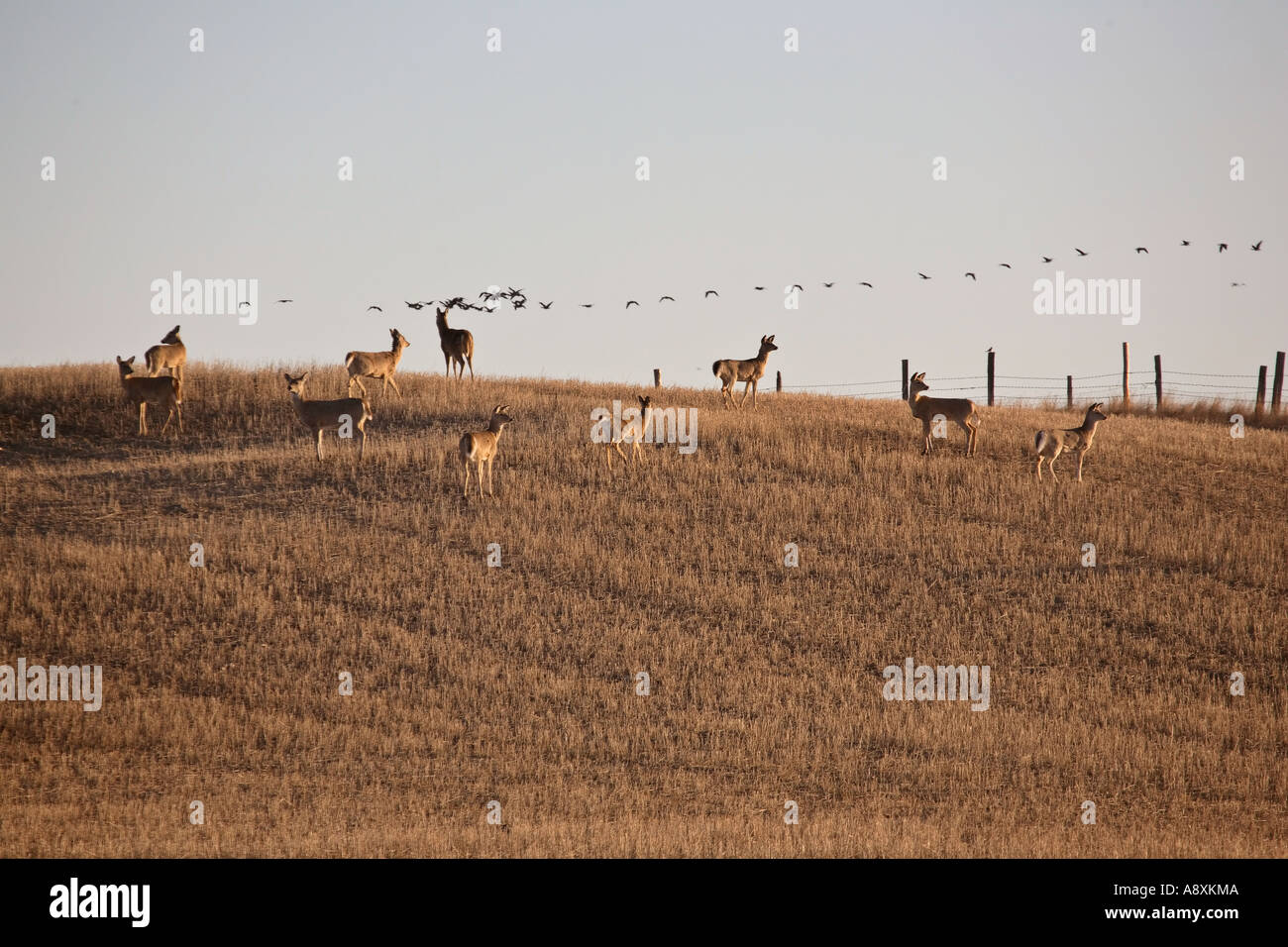 Canada Geese flying over a herd of White-tailed Deer in scenic ...
