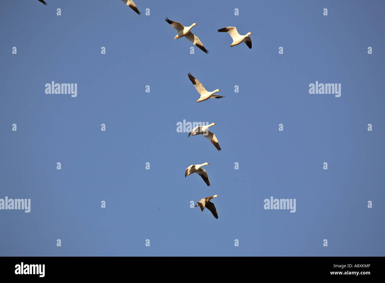 Flying geese art hi-res stock photography and images - Alamy