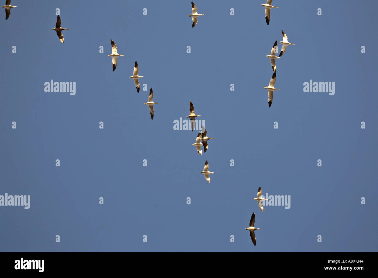 Canada Geese Flying Overhead High Resolution Stock Photography and ...