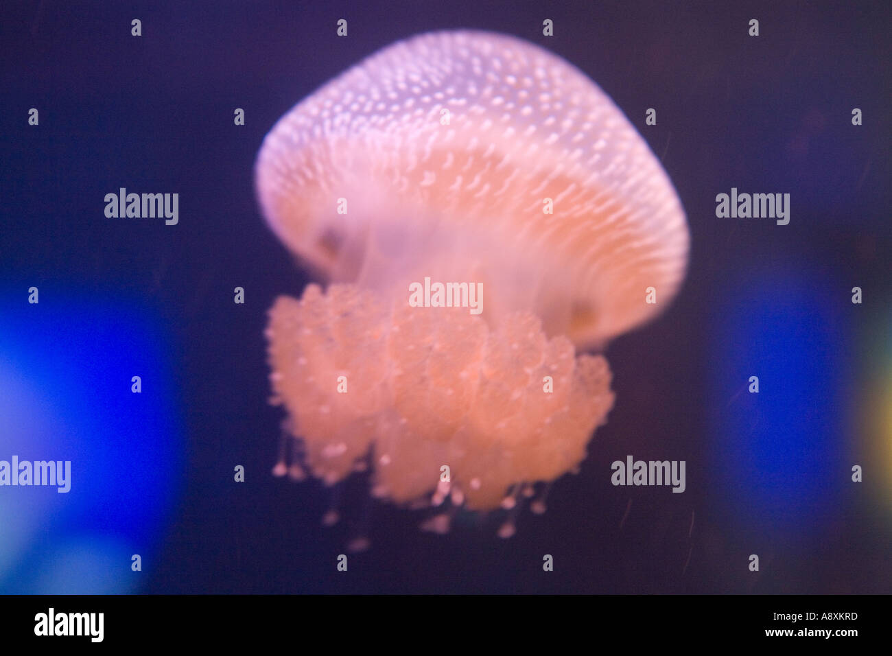 Aquarium of Western Australia jellyfish Stock Photo - Alamy