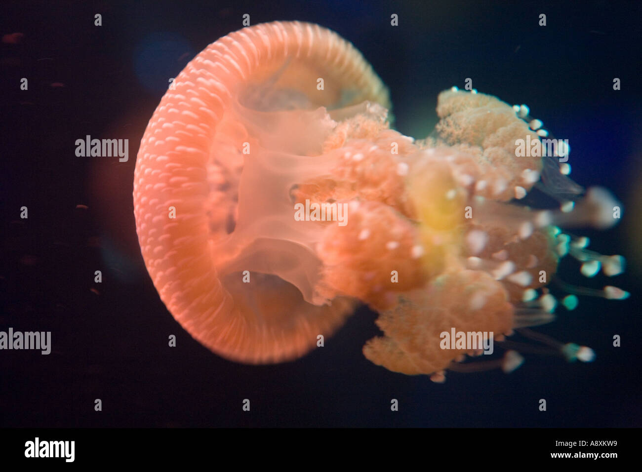 Aquarium of Western Australia jellyfish Stock Photo - Alamy