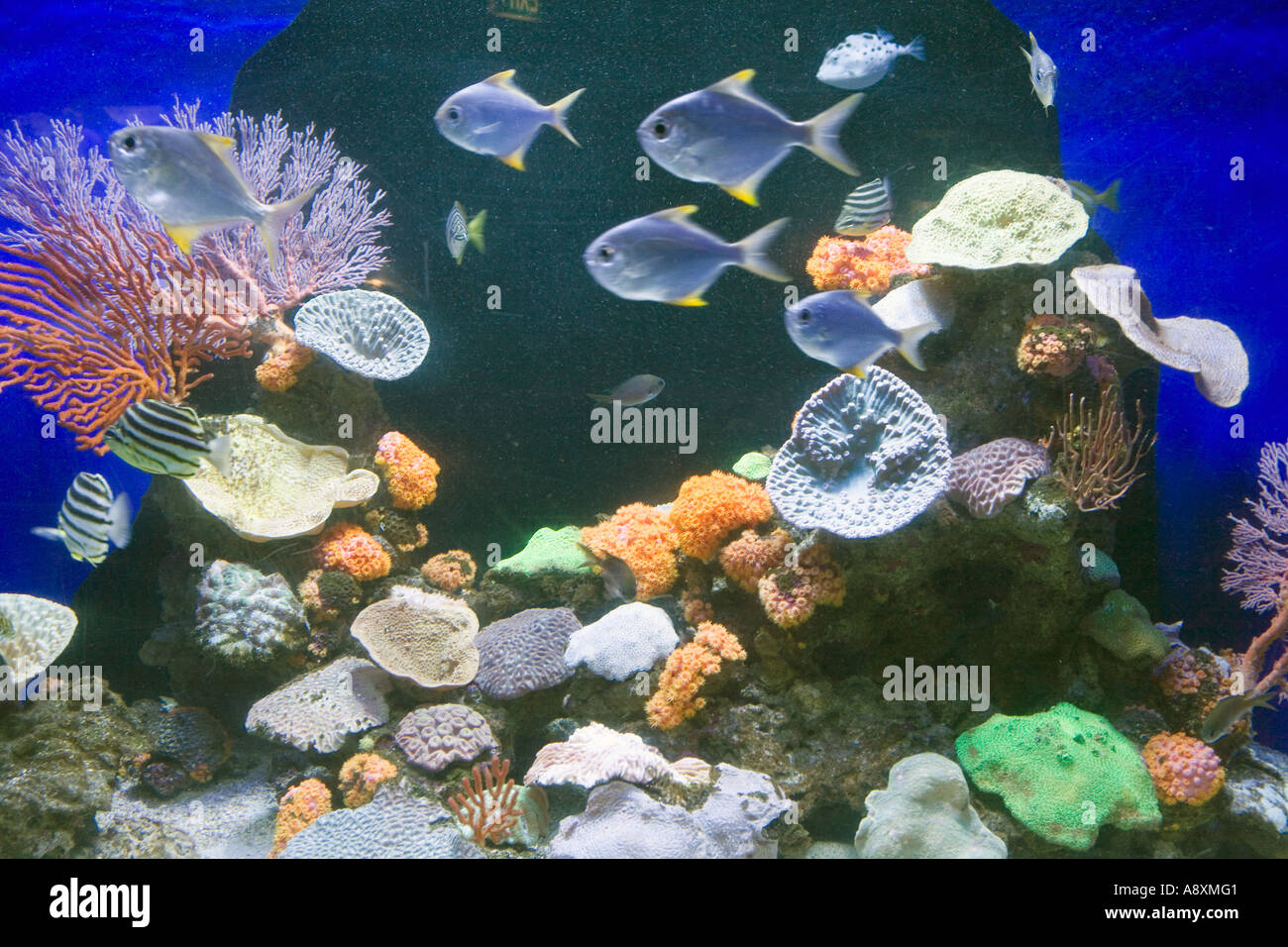 Aquarium of Western Australia Perth Stock Photo - Alamy