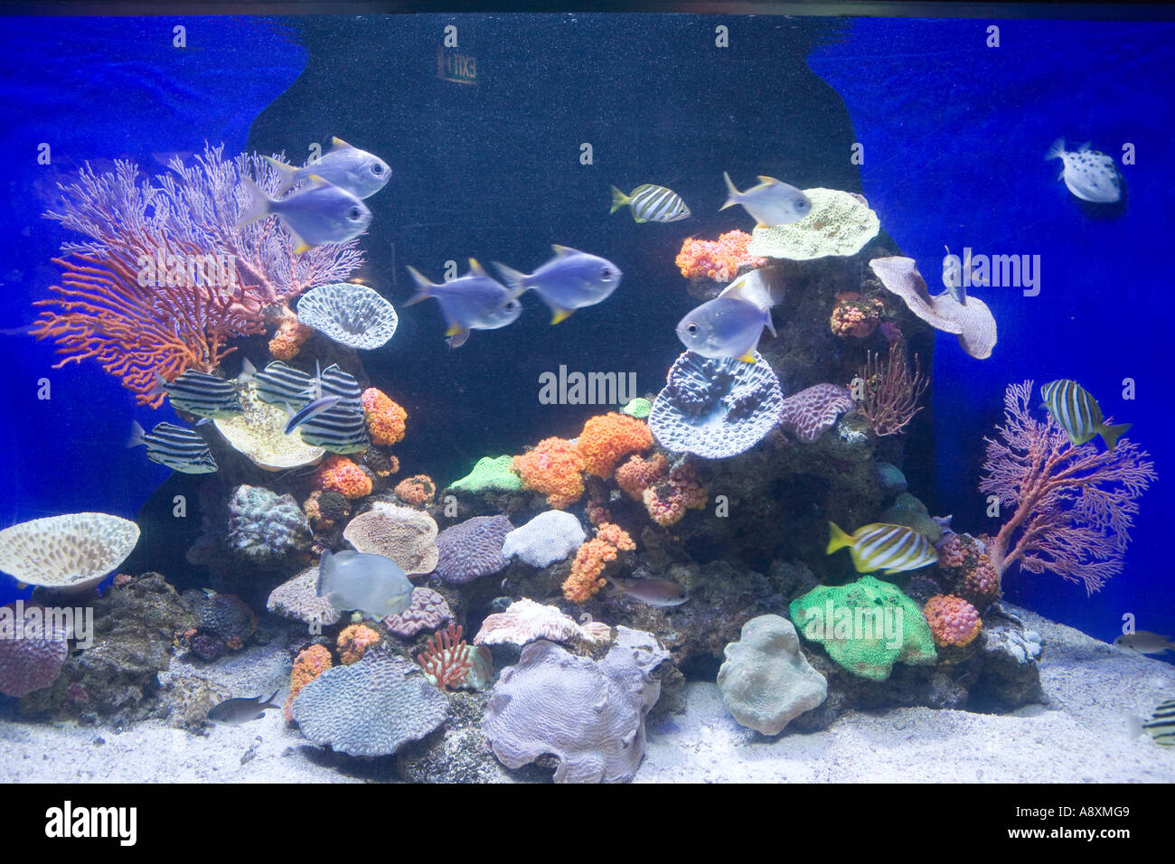 Aquarium of Western Australia Perth Stock Photo - Alamy