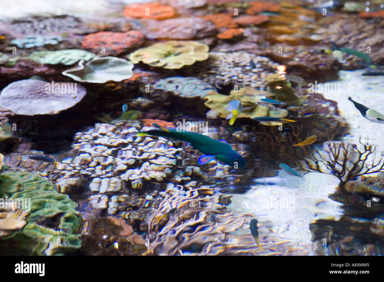 Coral and fish in the Aquarium of Western Australia Perth Stock Photo ...