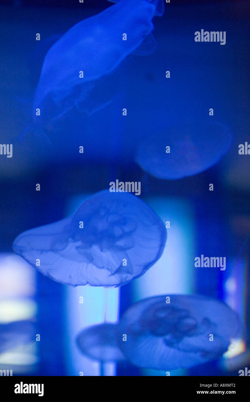 Aquarium of Western Australia in Perth Stock Photo - Alamy