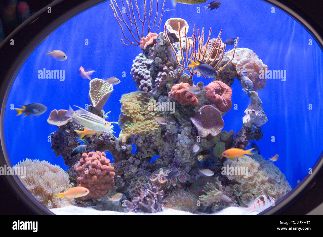Aquarium of western australia hi-res stock photography and images - Alamy