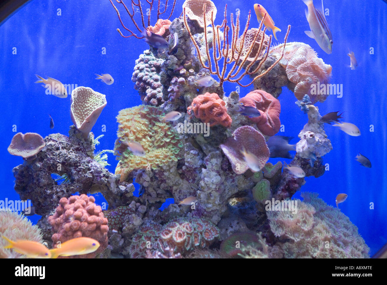 Aquarium of western australia hi-res stock photography and images - Alamy