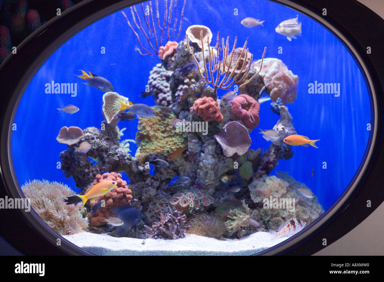 Aquarium of Western Australia in Perth Stock Photo - Alamy
