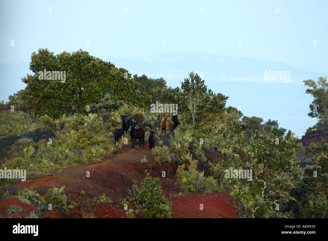 A family of wild goats and the Kona coast in the distance Hualalai ...