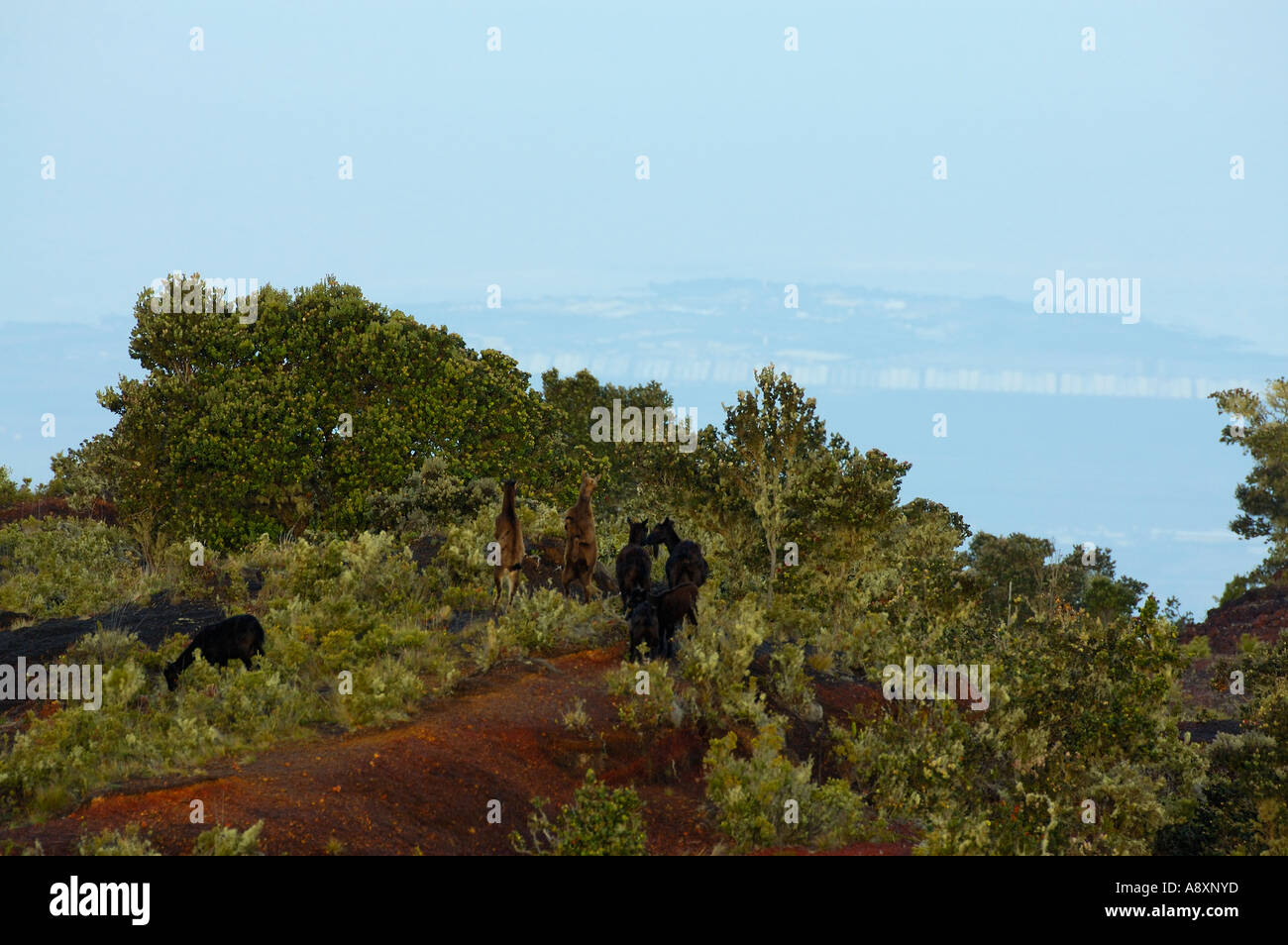 Wild goats playing high up Hualalai volcano The Kona coast in the ...
