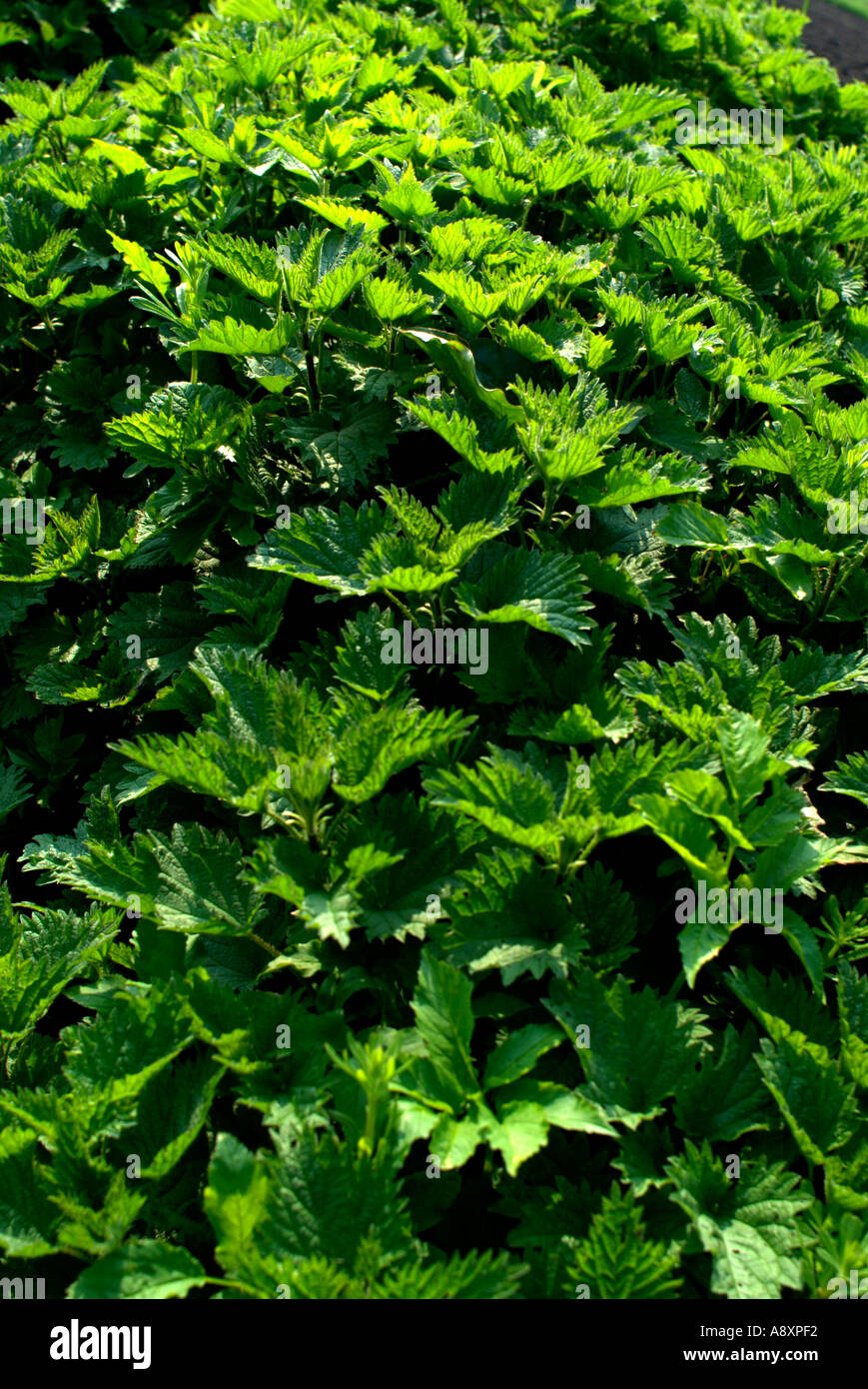 Hedge nettles hi-res stock photography and images - Alamy