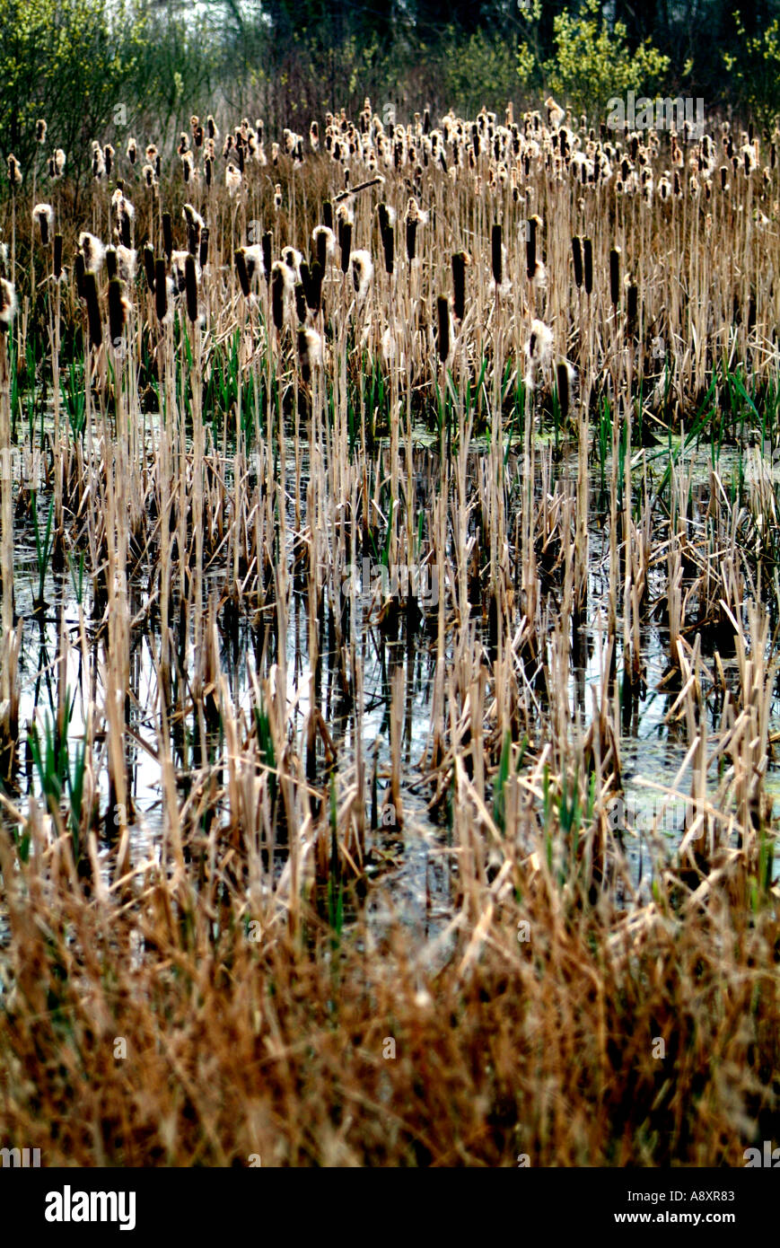 Bullrushes hi-res stock photography and images - Alamy