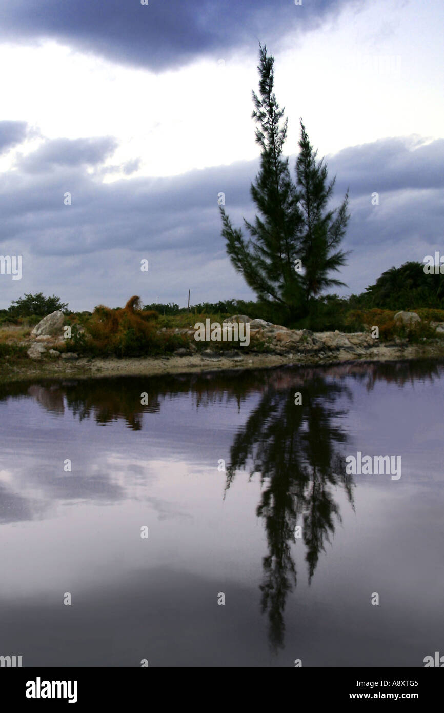 Pine tree, mirror reflection in a water Stock Photo - Alamy