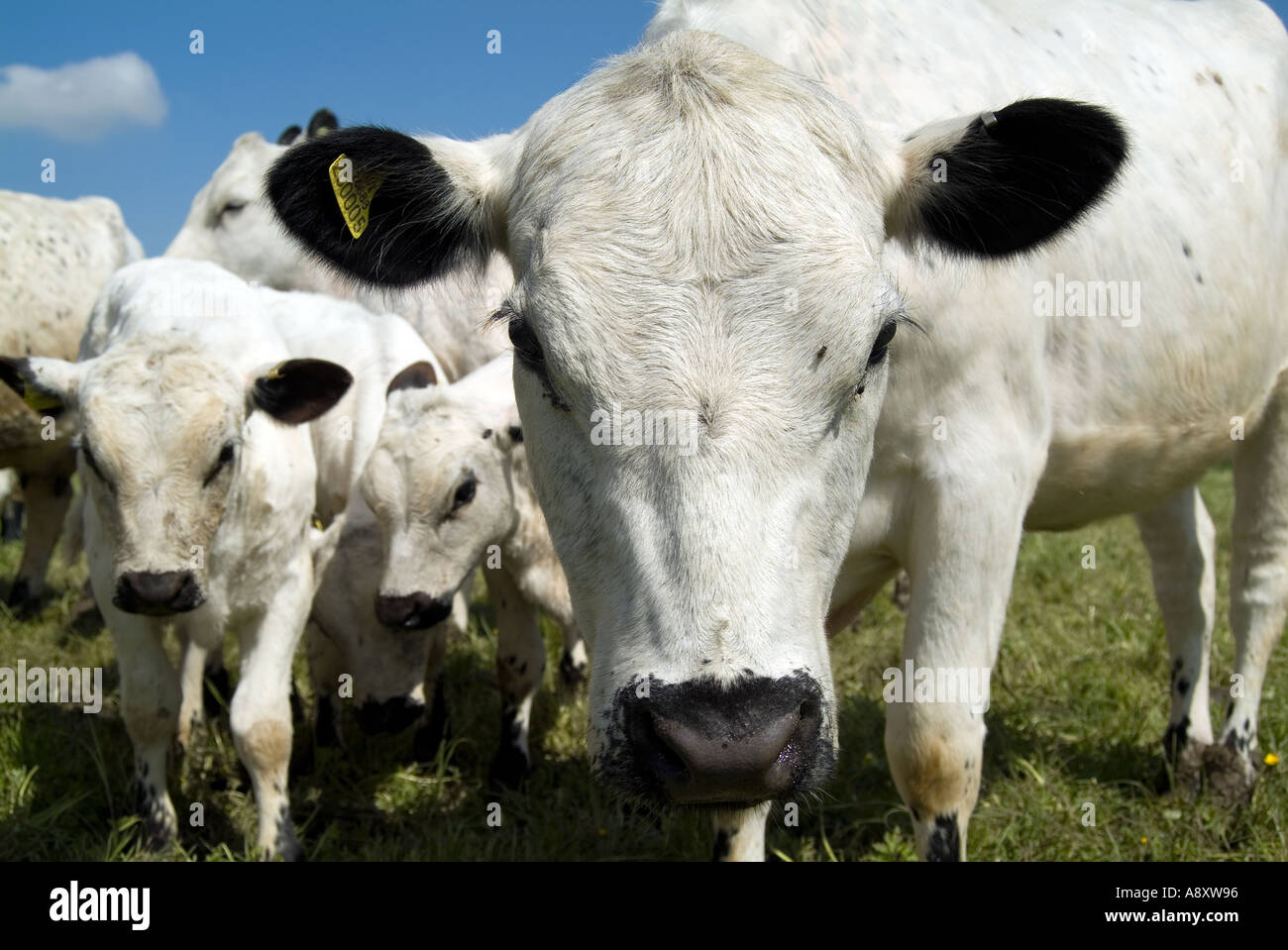 Cows british countryside hi-res stock photography and images - Alamy