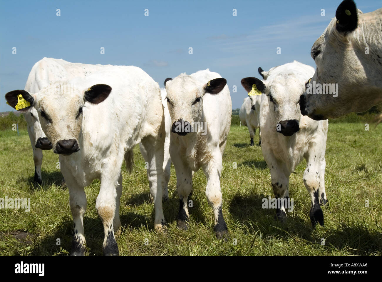 British cows hi-res stock photography and images - Alamy