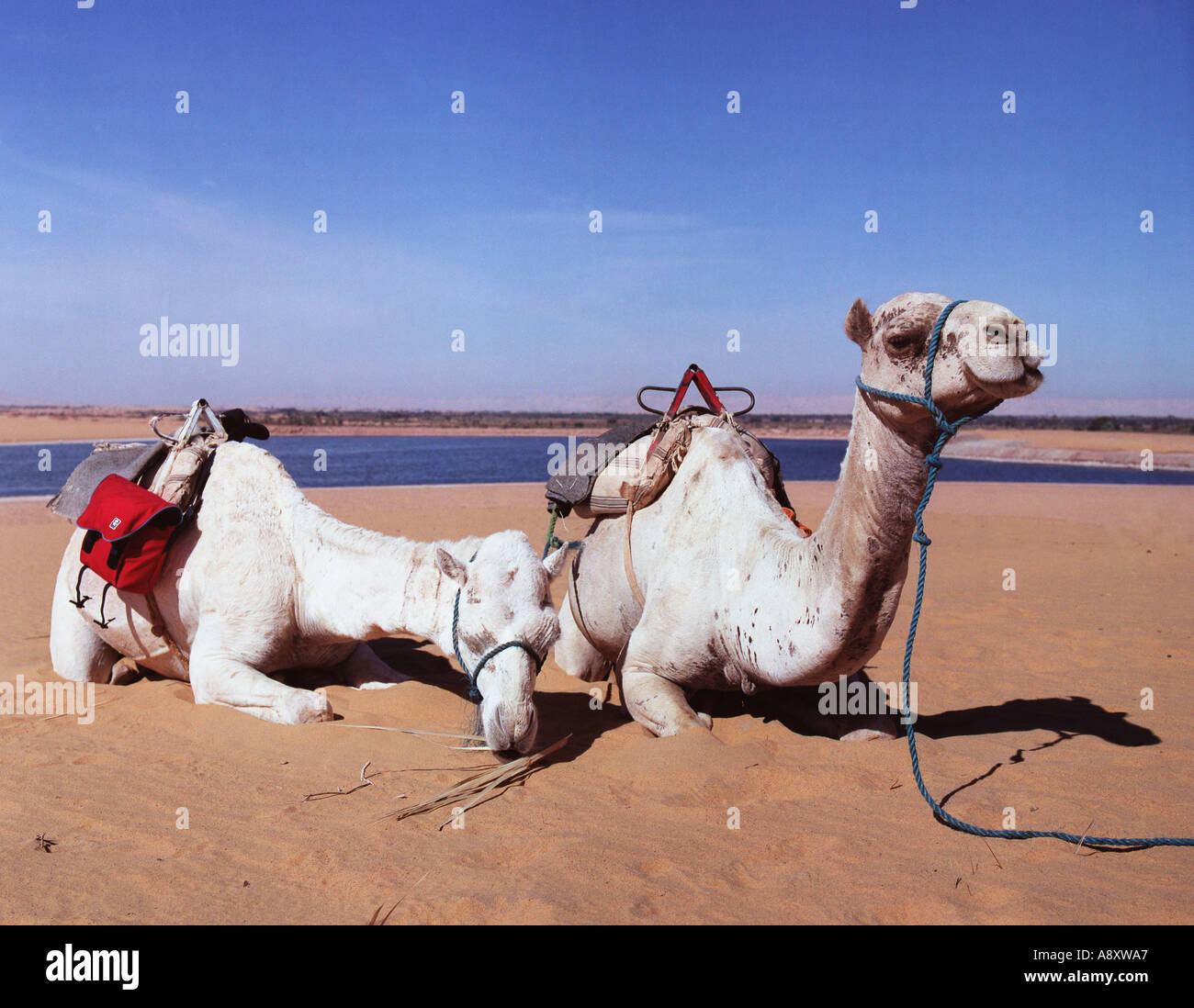 Two white camels hi-res stock photography and images - Alamy