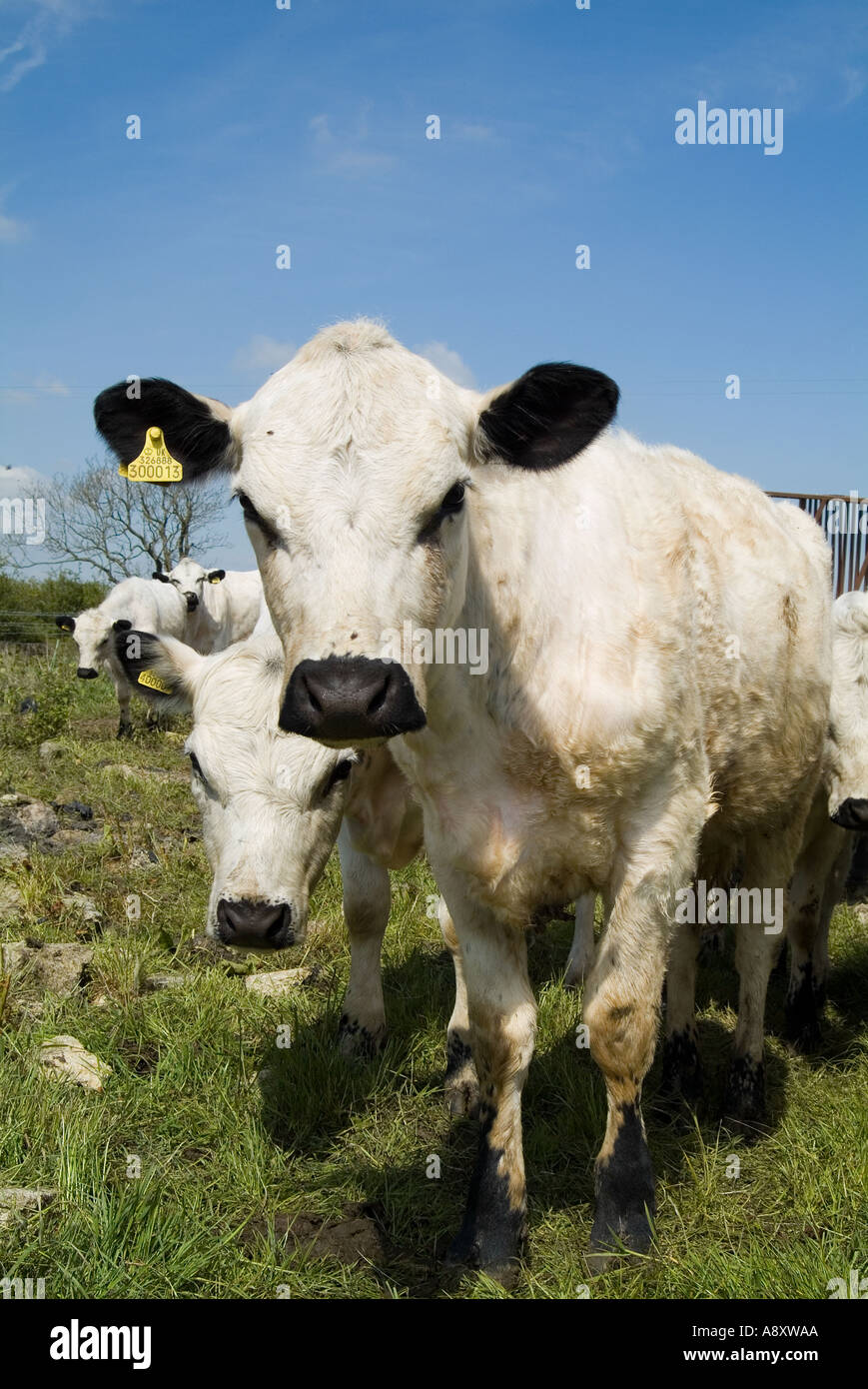 British white cows hi-res stock photography and images - Alamy