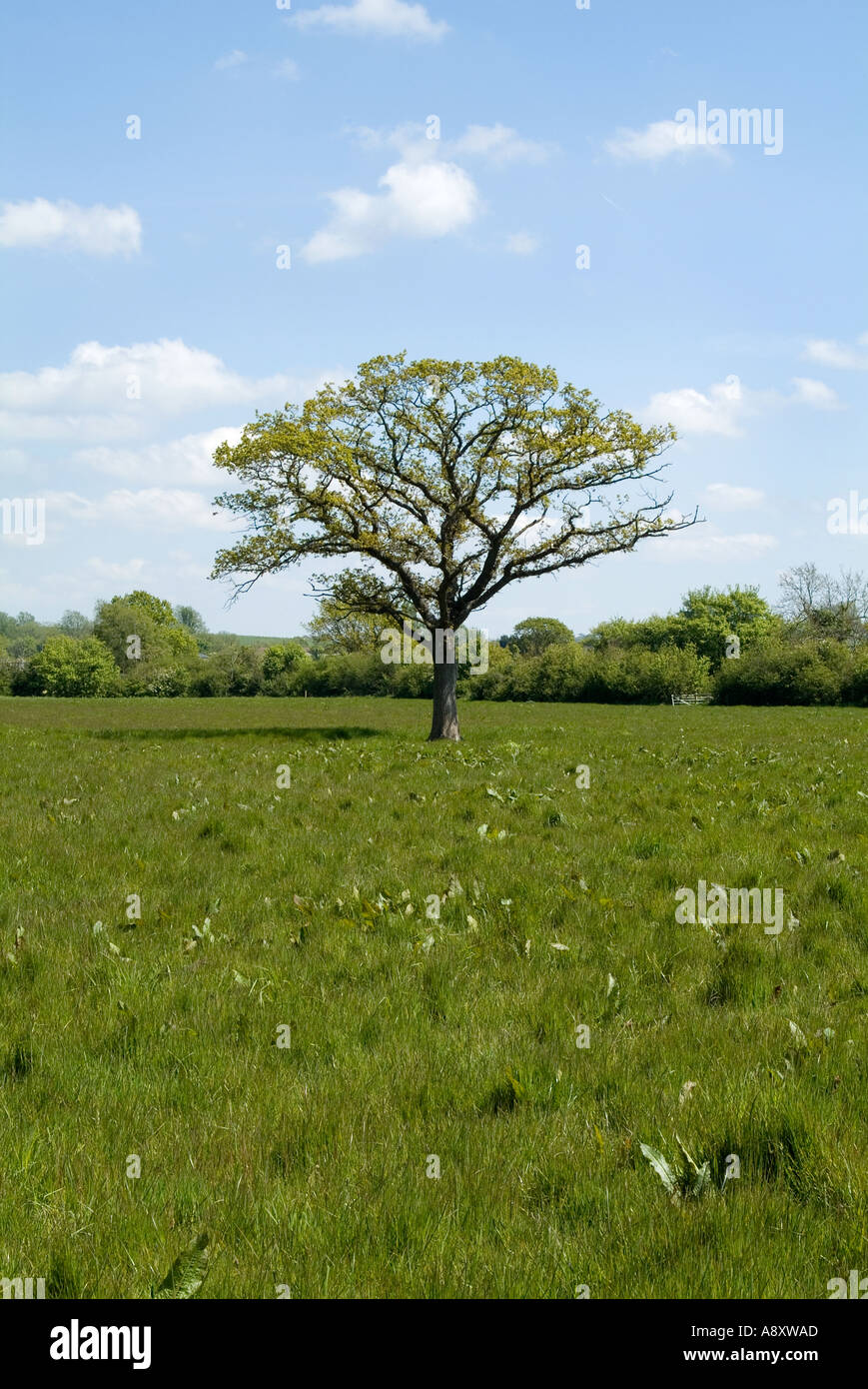 Oak tree in field, in English countryside Stock Photo - Alamy