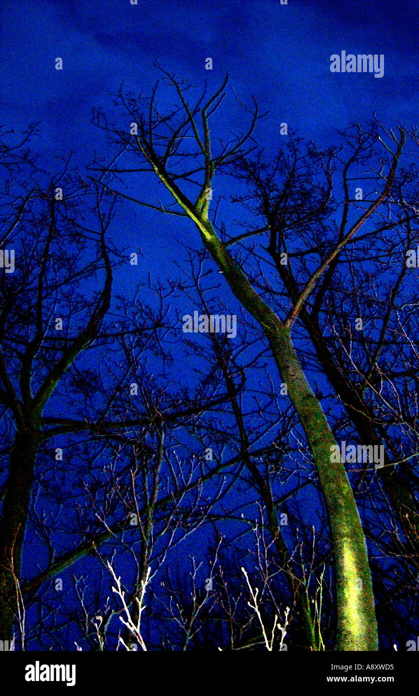 trees at night Stock Photo - Alamy