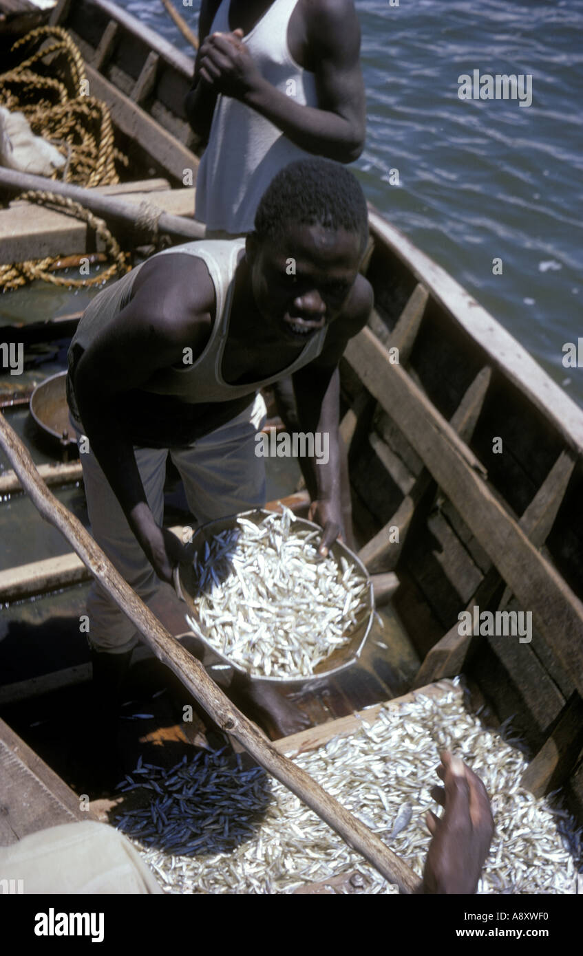Fisherman showing off his catch of tiny sardine like fish Lake Victoria ...