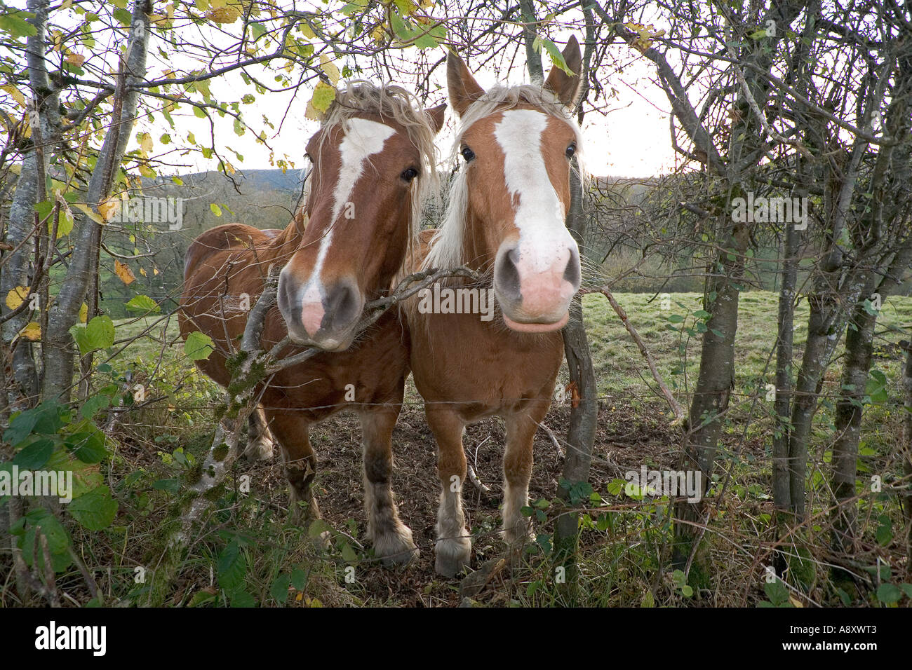 Deux chevaux de trait hi-res stock photography and images - Alamy