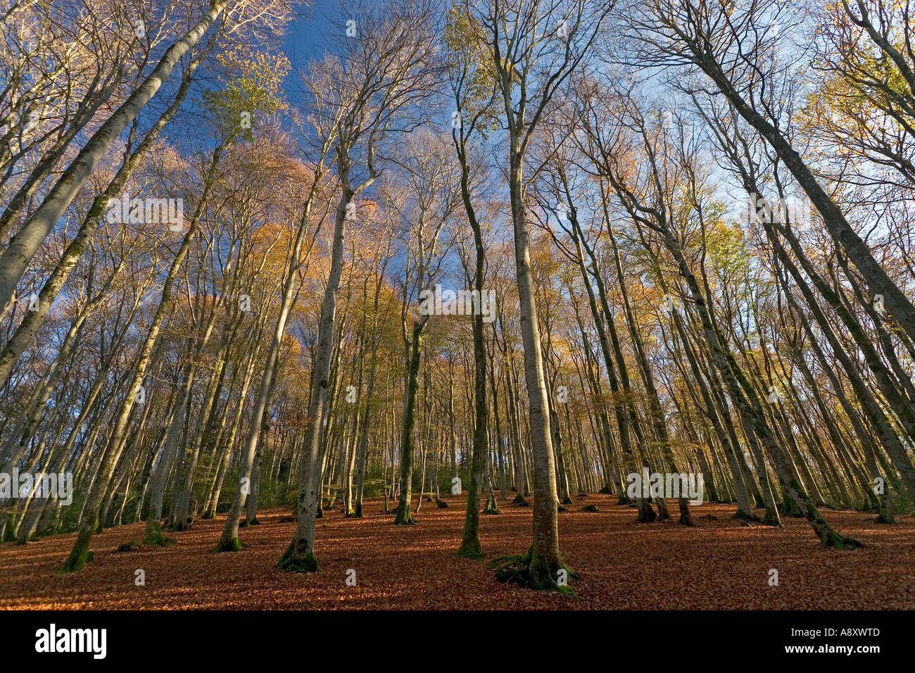 A forest of European beeches (Fagus sylvatica) in Autumn (France ...