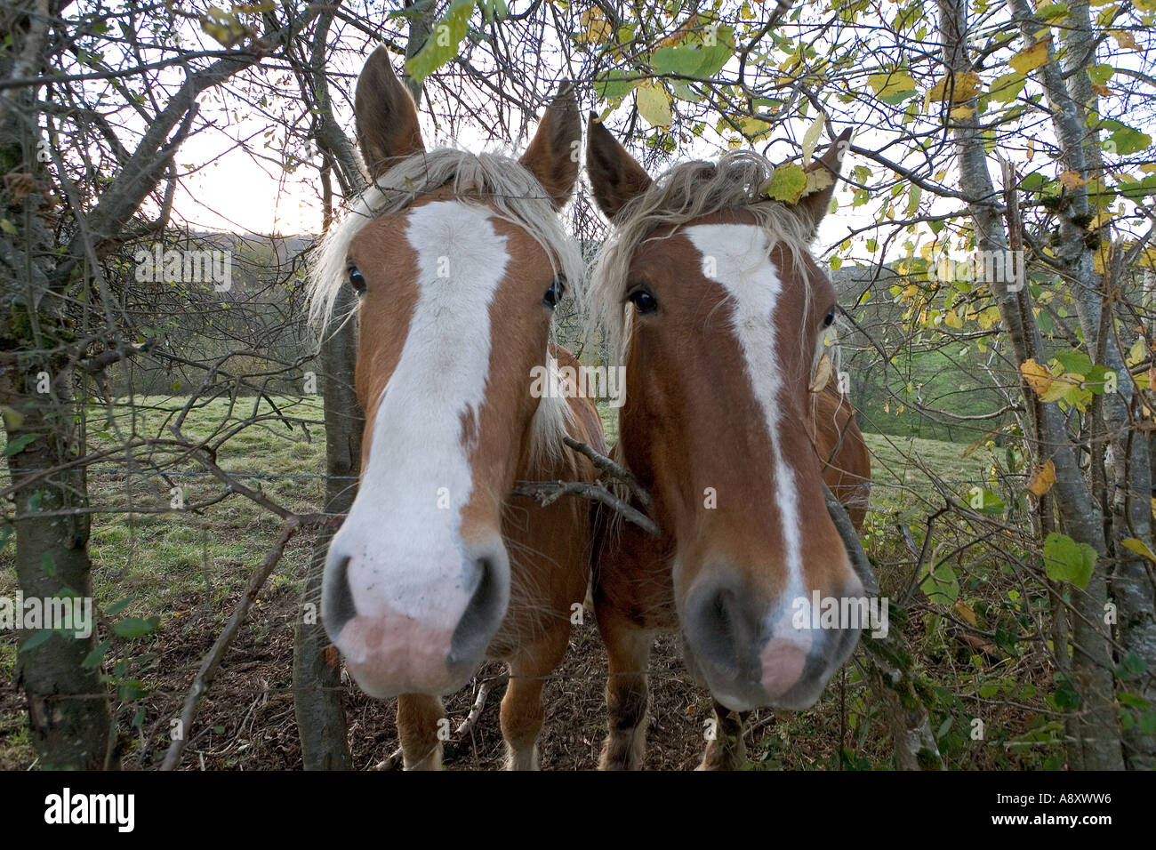 Deux chevaux de trait hi-res stock photography and images - Alamy