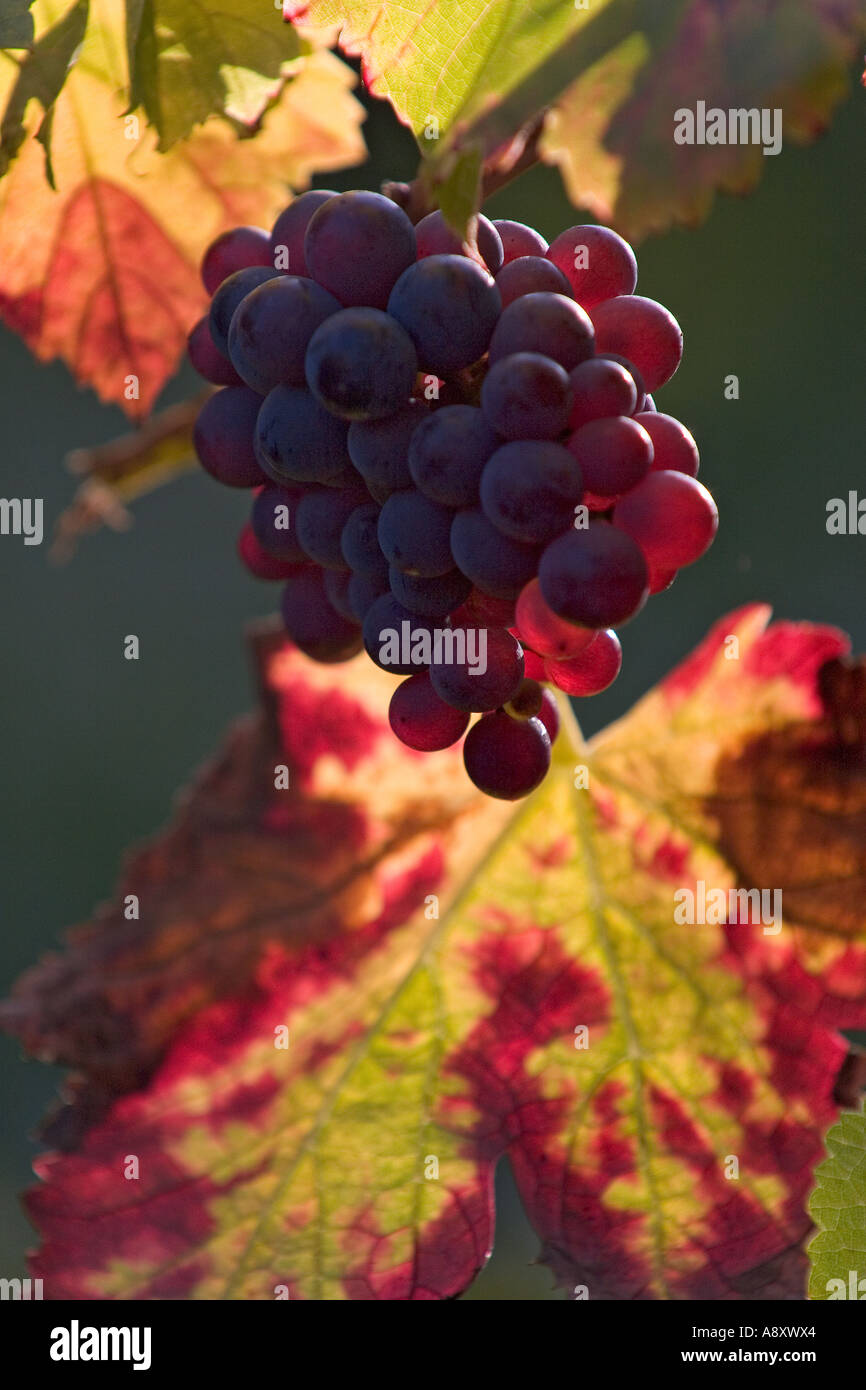 Production de vigne hi-res stock photography and images - Alamy