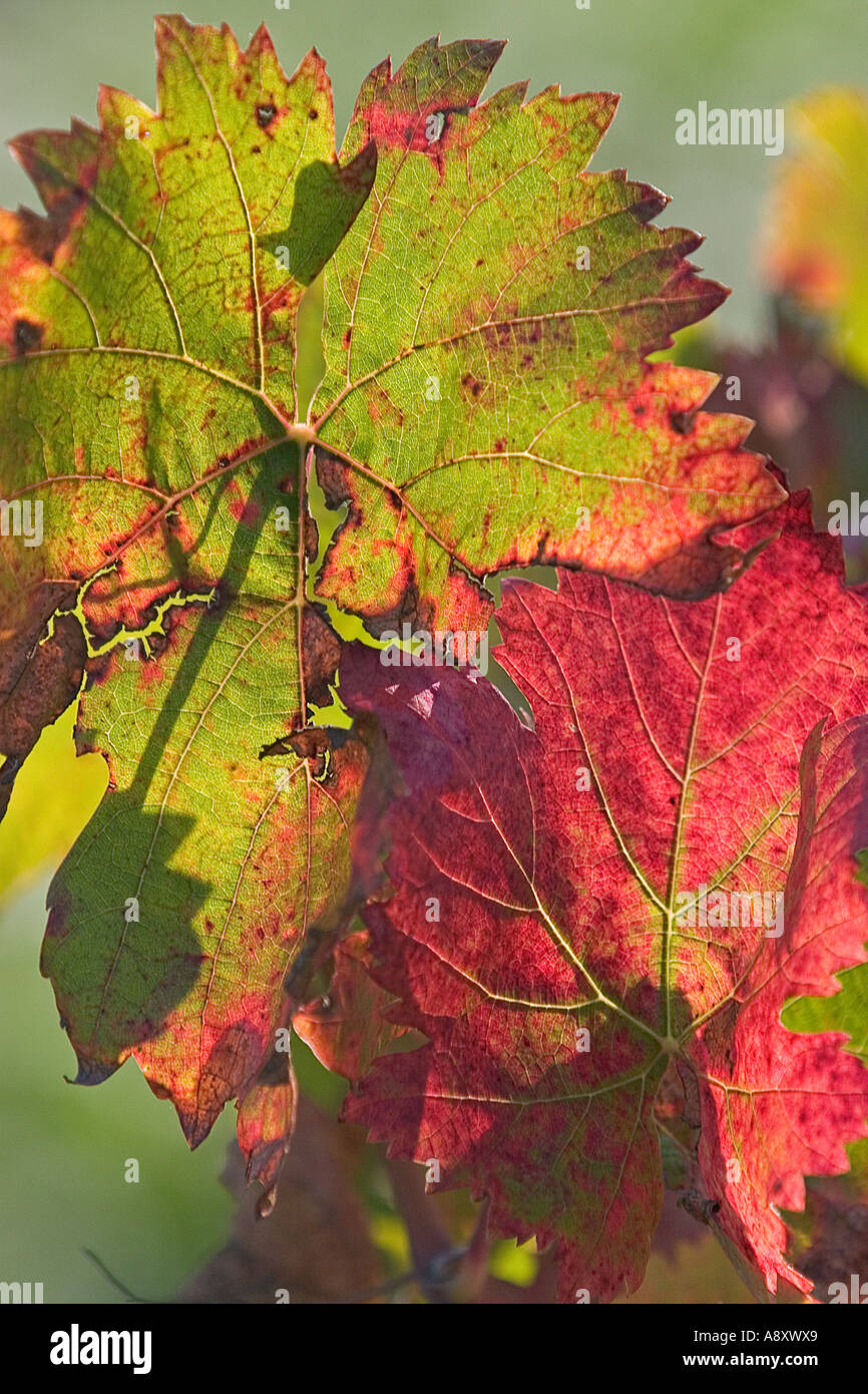 Feuille vitis hi-res stock photography and images - Alamy
