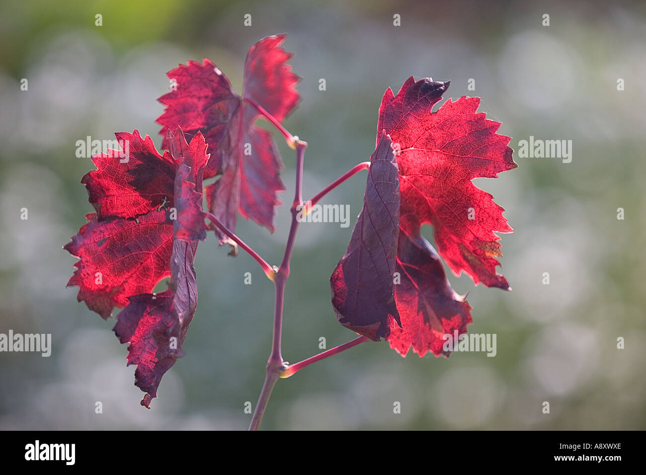 Feuille vitis hi-res stock photography and images - Alamy
