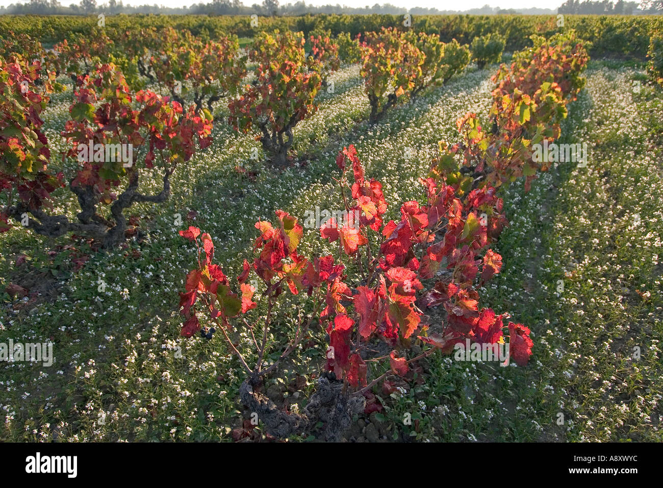 In Autumn, vineyards (Vitis vinifera) at Saint Roman de Malegarde ...