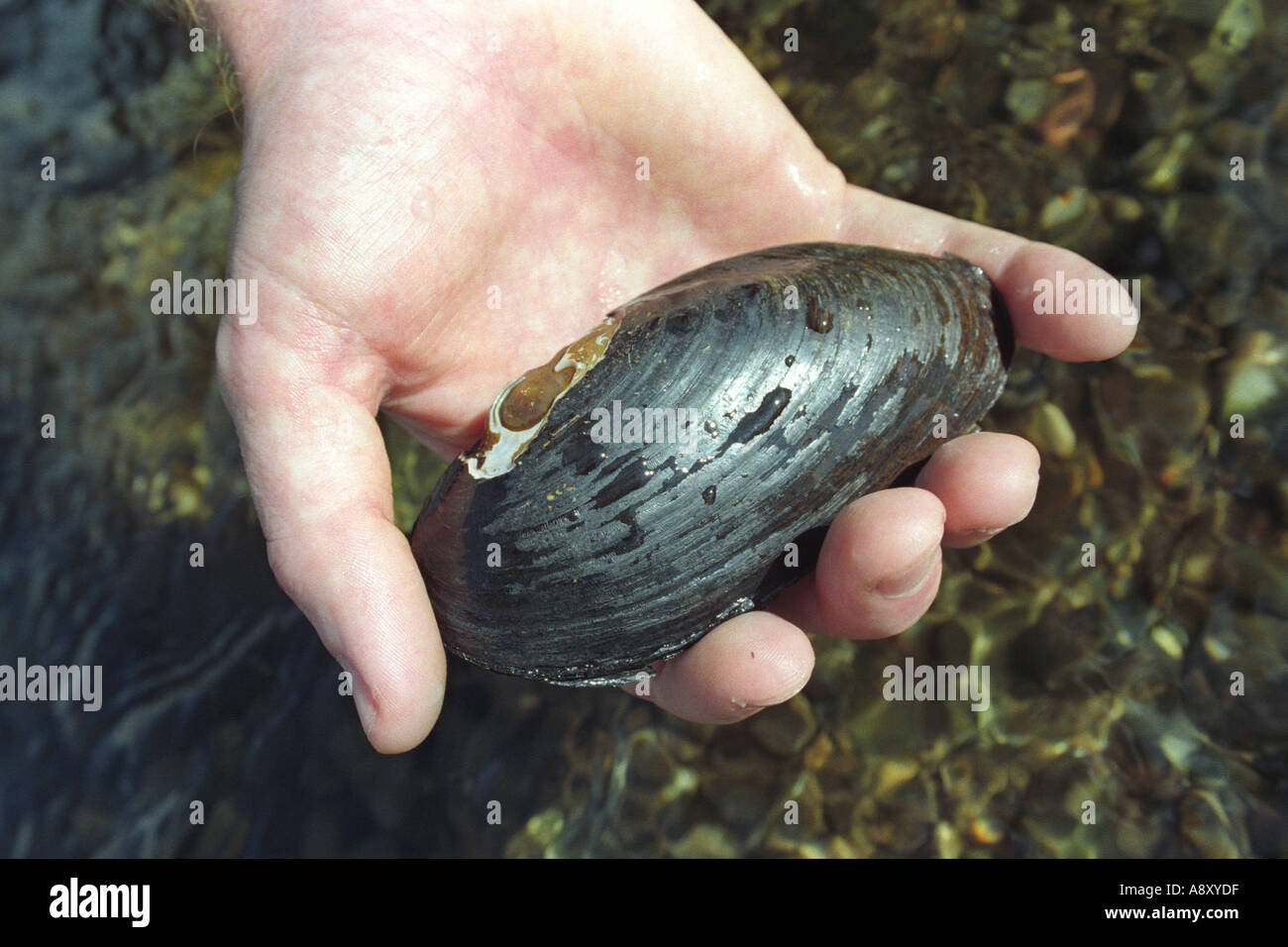 Freshwater mussels hi-res stock photography and images - Alamy