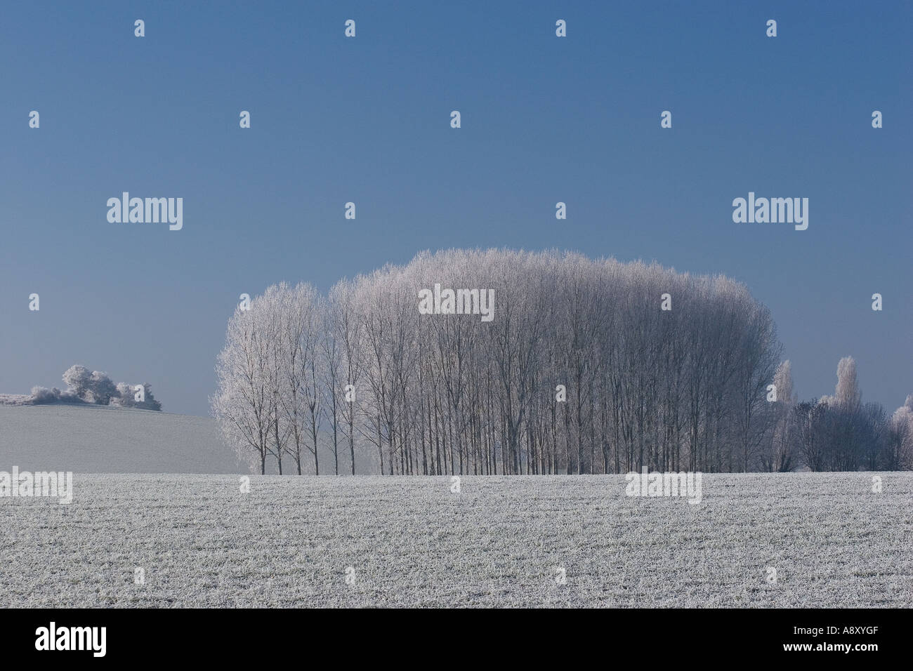 Poplar plantation populus sp hi-res stock photography and images - Alamy