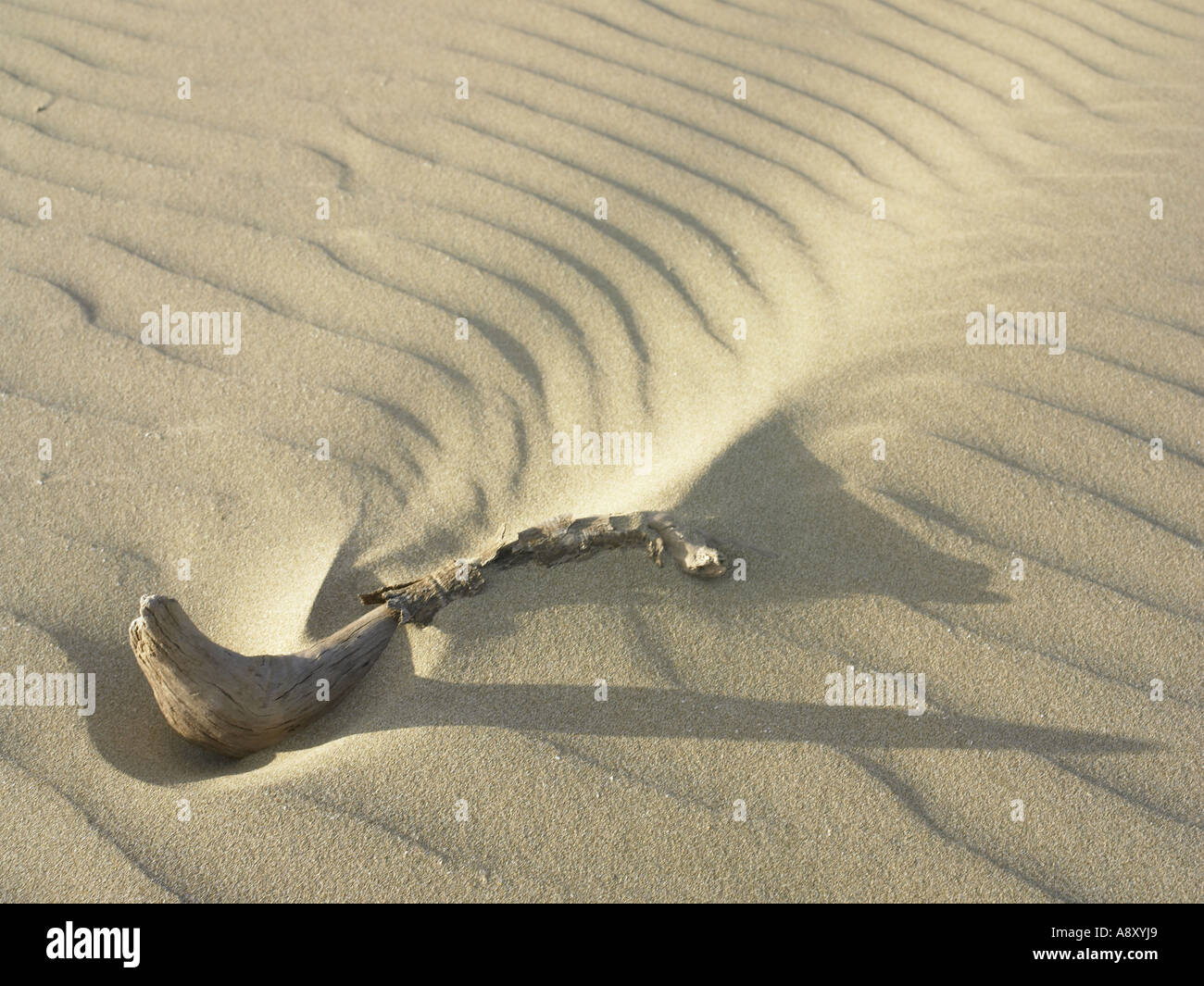 drift wood in sand dunes Stock Photo - Alamy