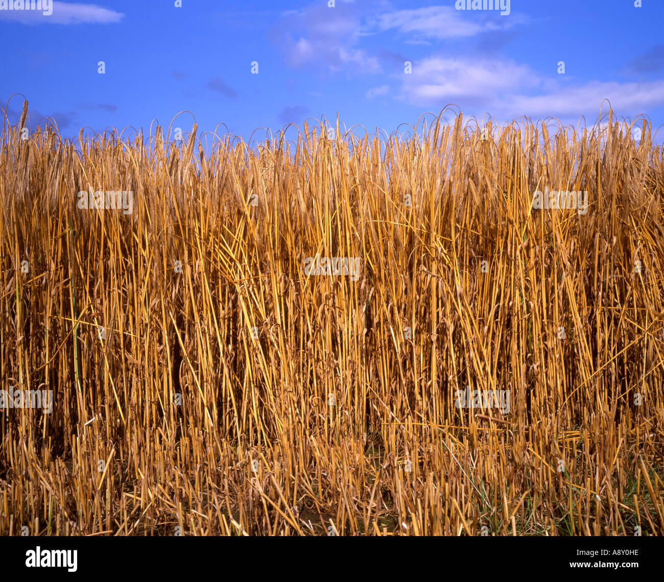 Wheat field ready to harvest Stock Photo - Alamy