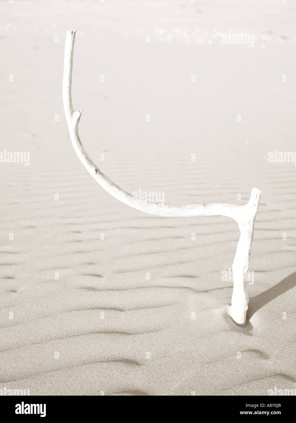 Bleached stick hi-res stock photography and images - Alamy