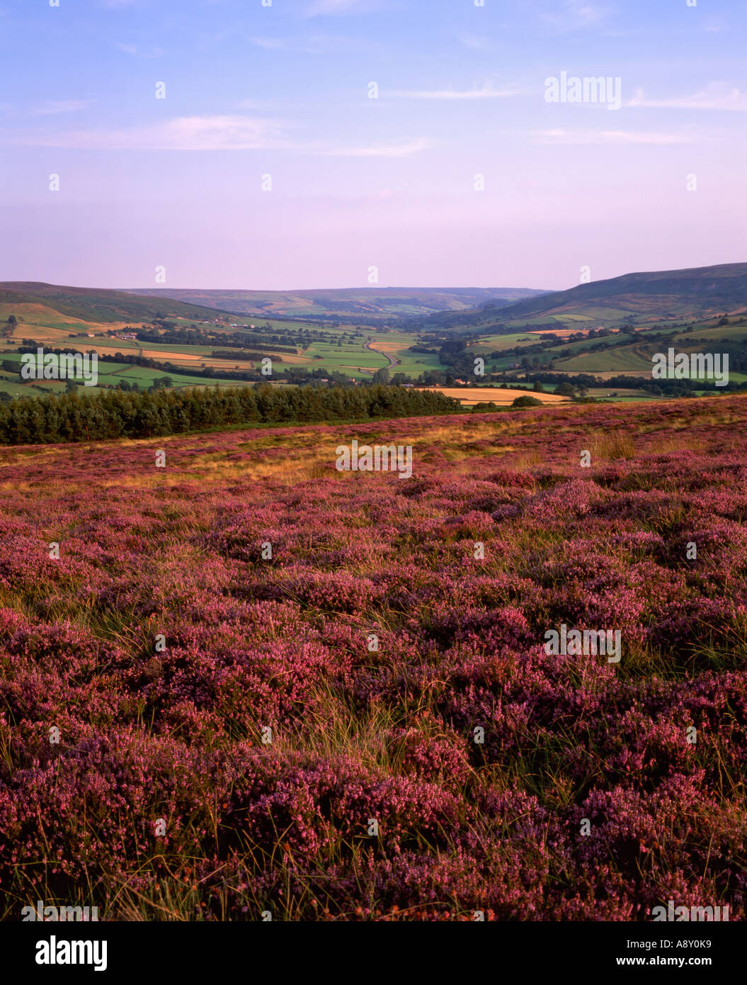 Flowering heather in Bilsdale, near Chop Gate, North York Moors ...