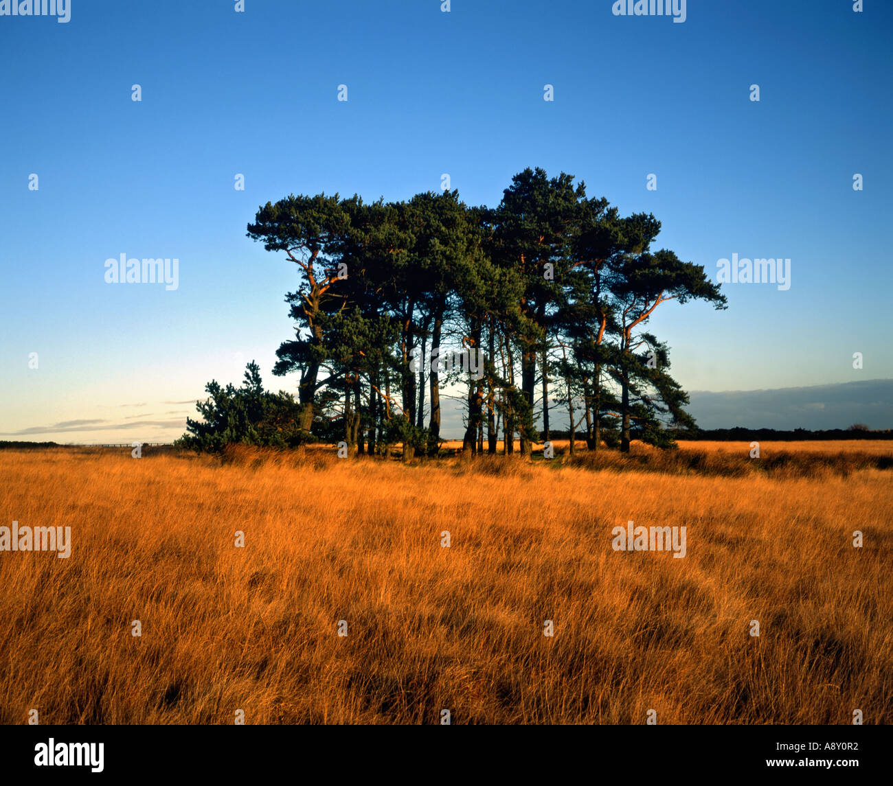 Copse of Scots Pine Trees, near Lockwood Beck Reservoir, North York ...