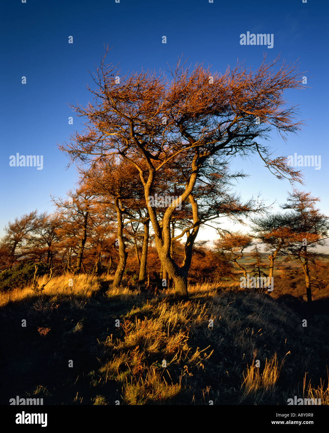 Larch trees near Roseberry Topping, near Great Ayton, North York Moors ...