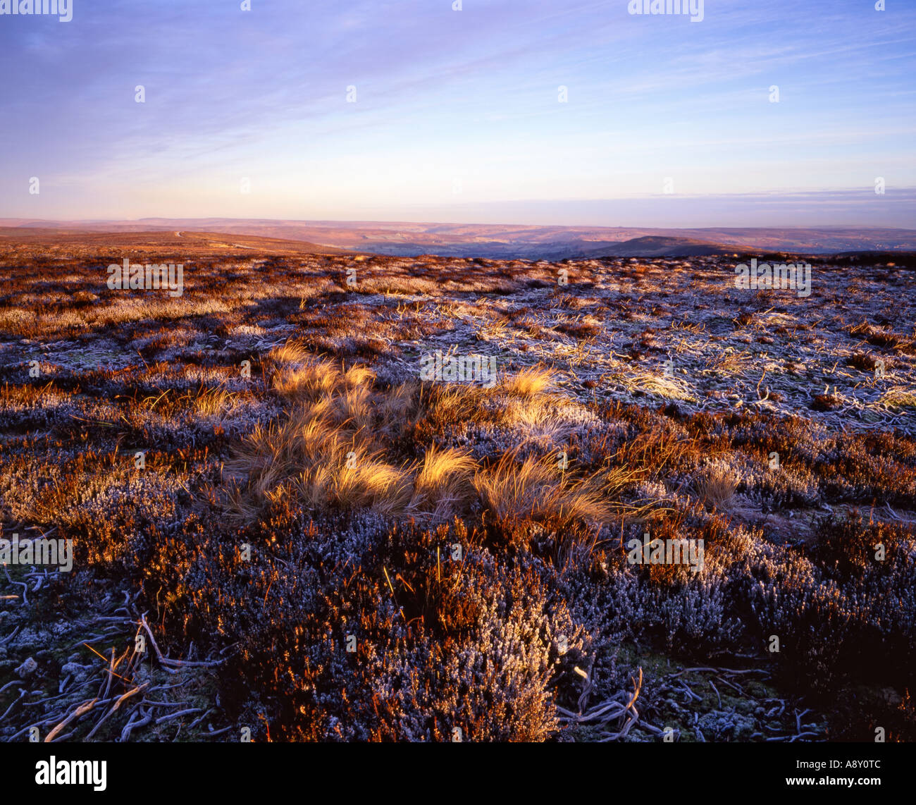 Frosty heather on a cold morning, Westerdale Moor, North York Moors ...
