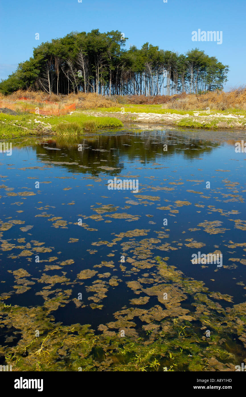 Larger pine trees hi-res stock photography and images - Alamy