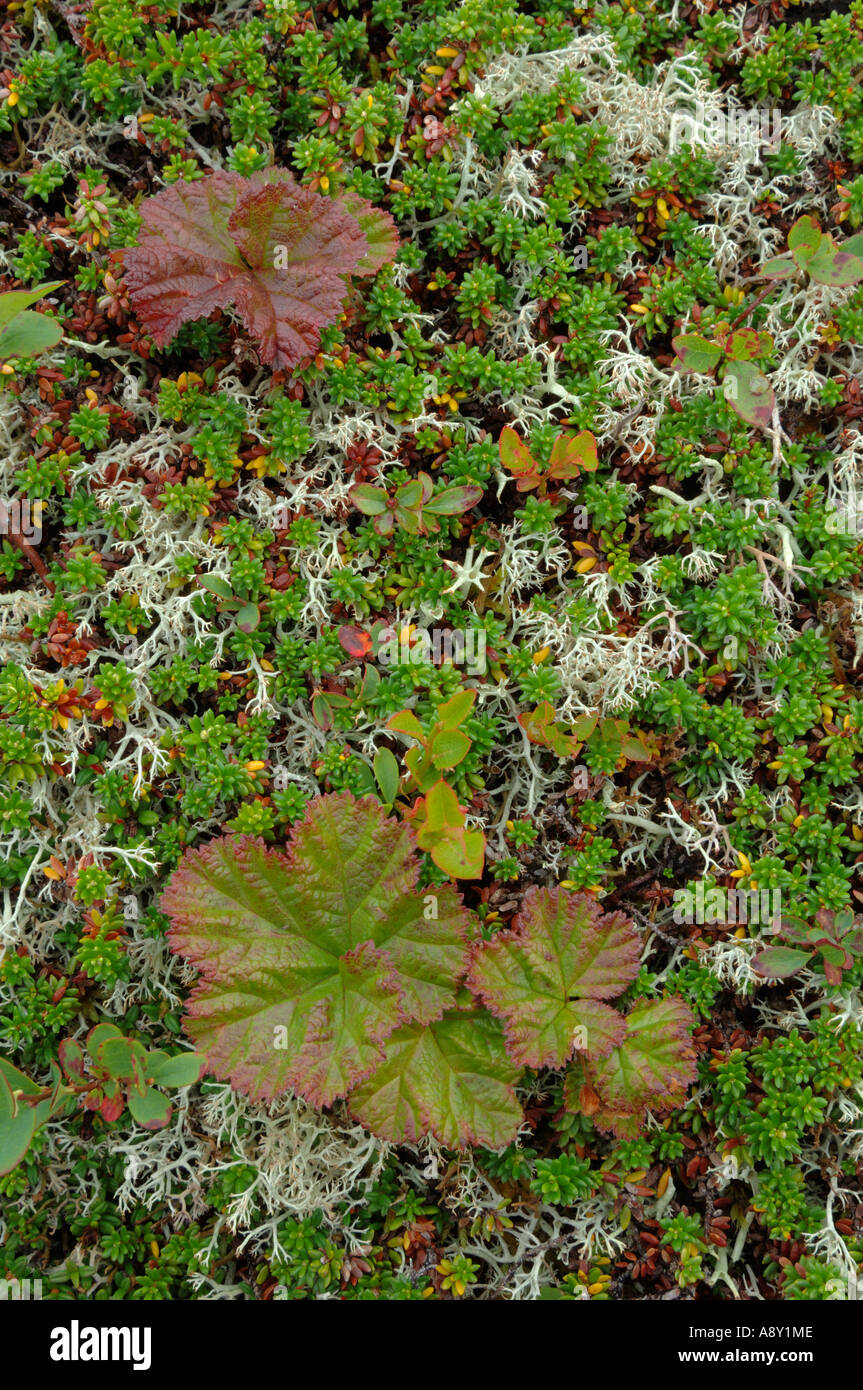 Detail of Moss, Nusfjord, Flakstadoya, Lofoten Islands, Norway Stock ...