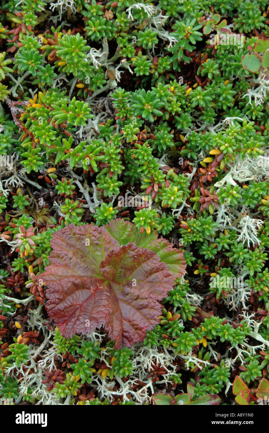 Detail of Moss, Nusfjord, Flakstadoya, Lofoten Islands, Norway Stock ...
