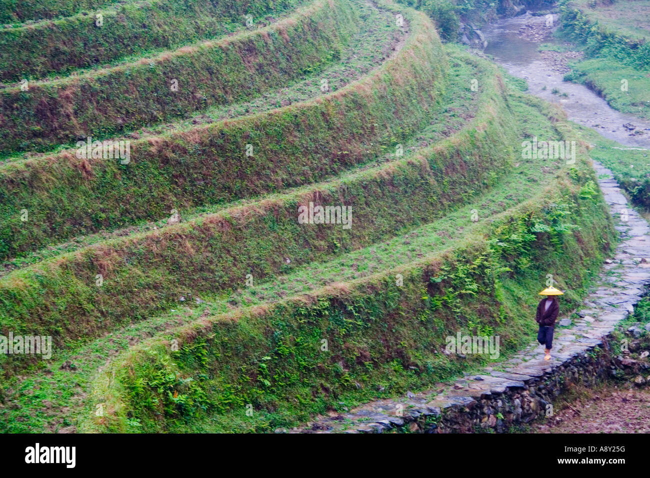 Chinese Farmer Walking along side Rice Terraces Zhongliu Village ...