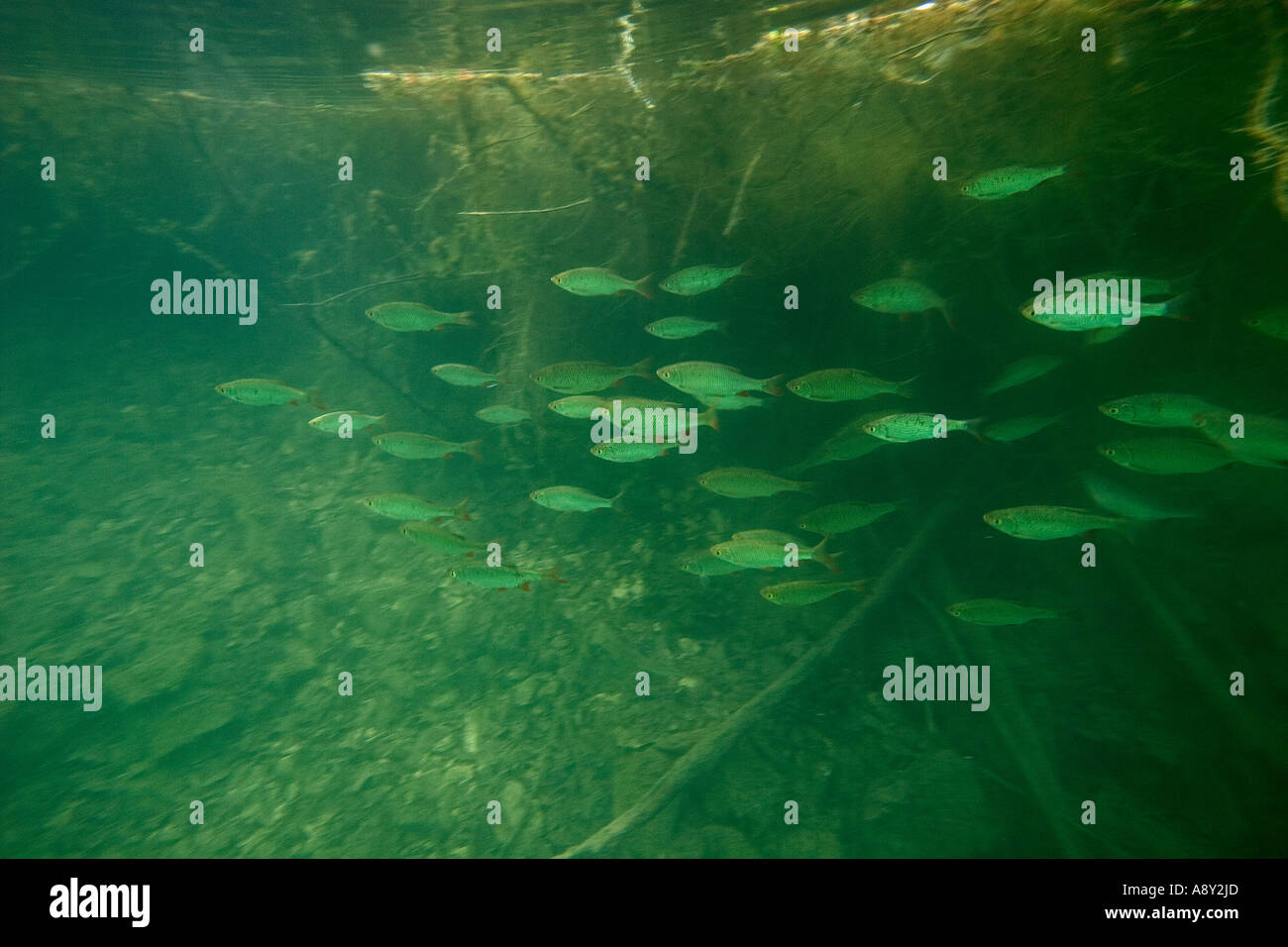 Shoal of roach (Rutilus rutilus) in the quarry of Beffes (France). Banc ...