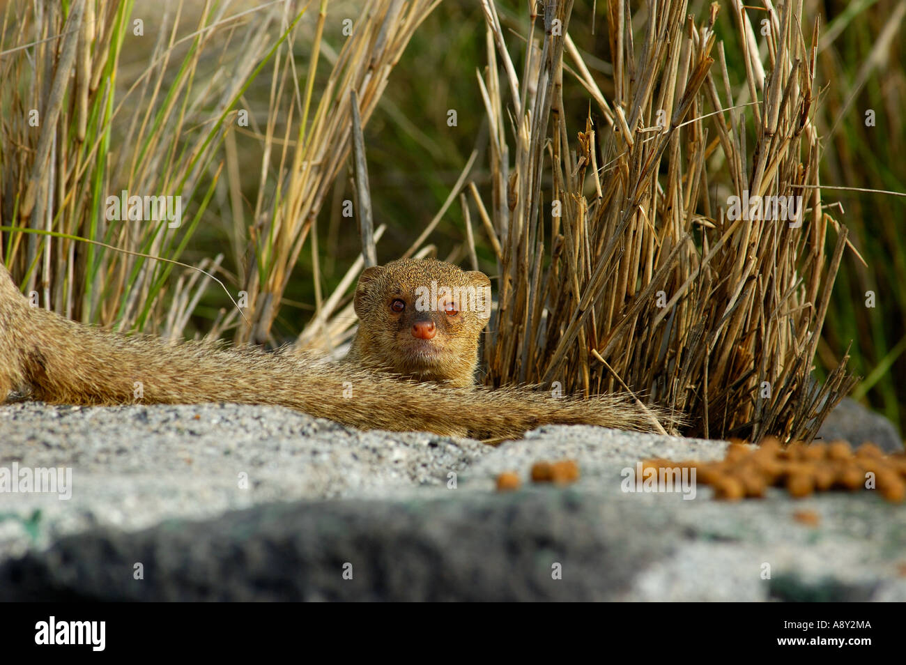 Mongoose hawaii hi-res stock photography and images - Alamy