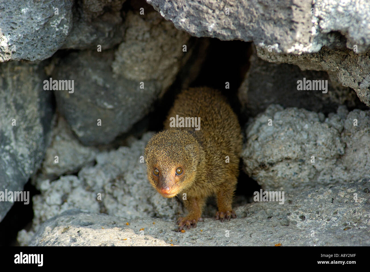 Mongoose hawaii hi-res stock photography and images - Alamy