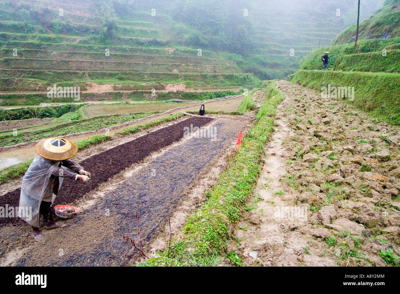 China rice planting terrace hi-res stock photography and images - Alamy
