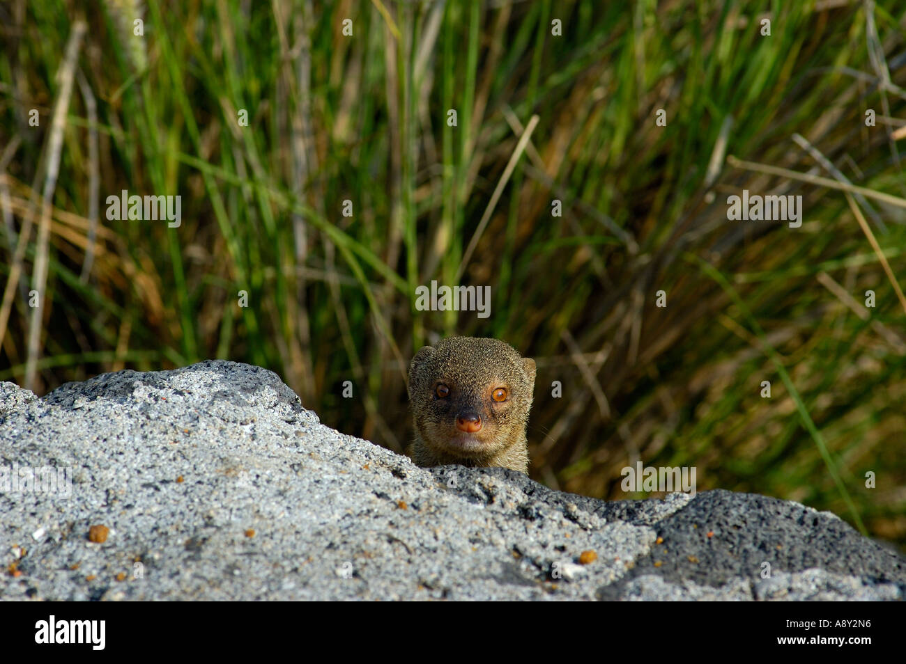 Mongoose hawaii hi-res stock photography and images - Alamy